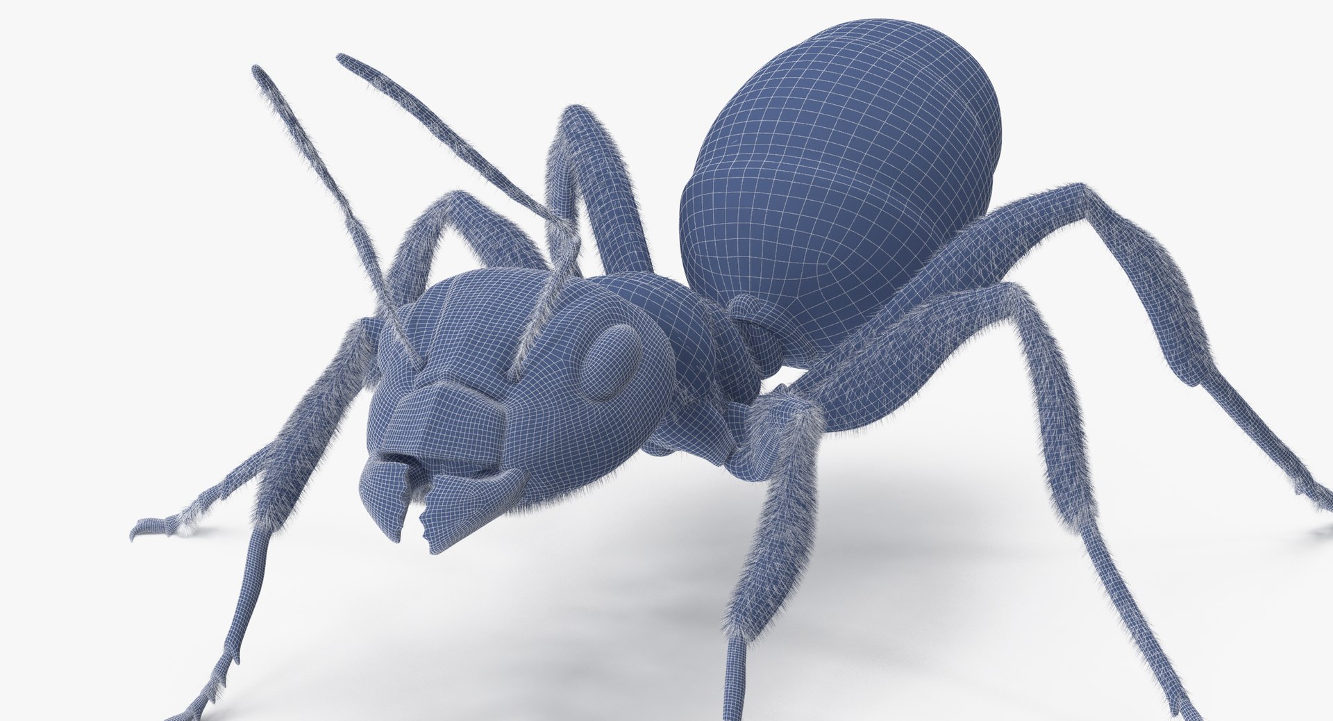 3d rigged ant - model
