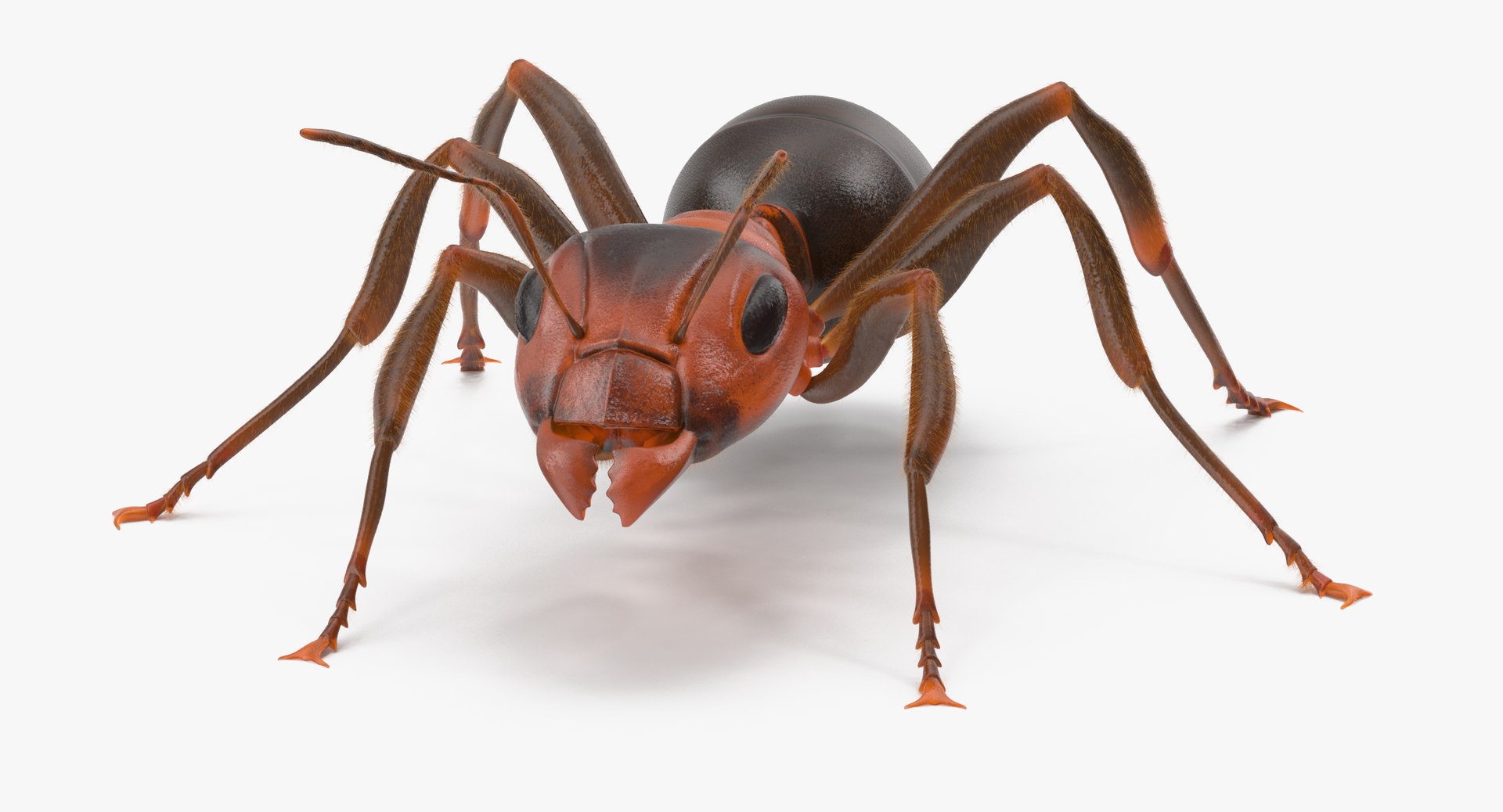 3d Rigged Ant - Model