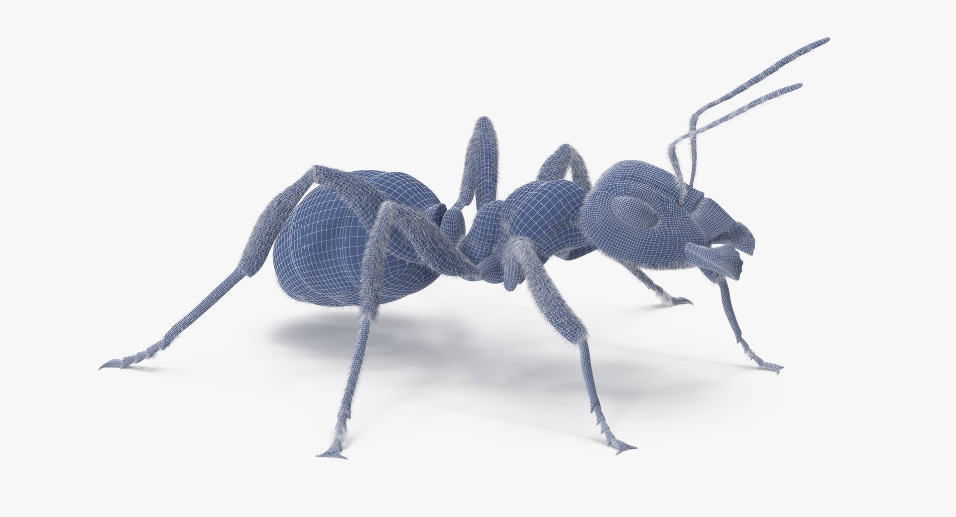 3d rigged ant - model