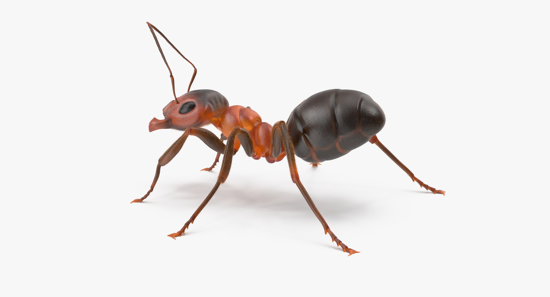 3d rigged ant - model
