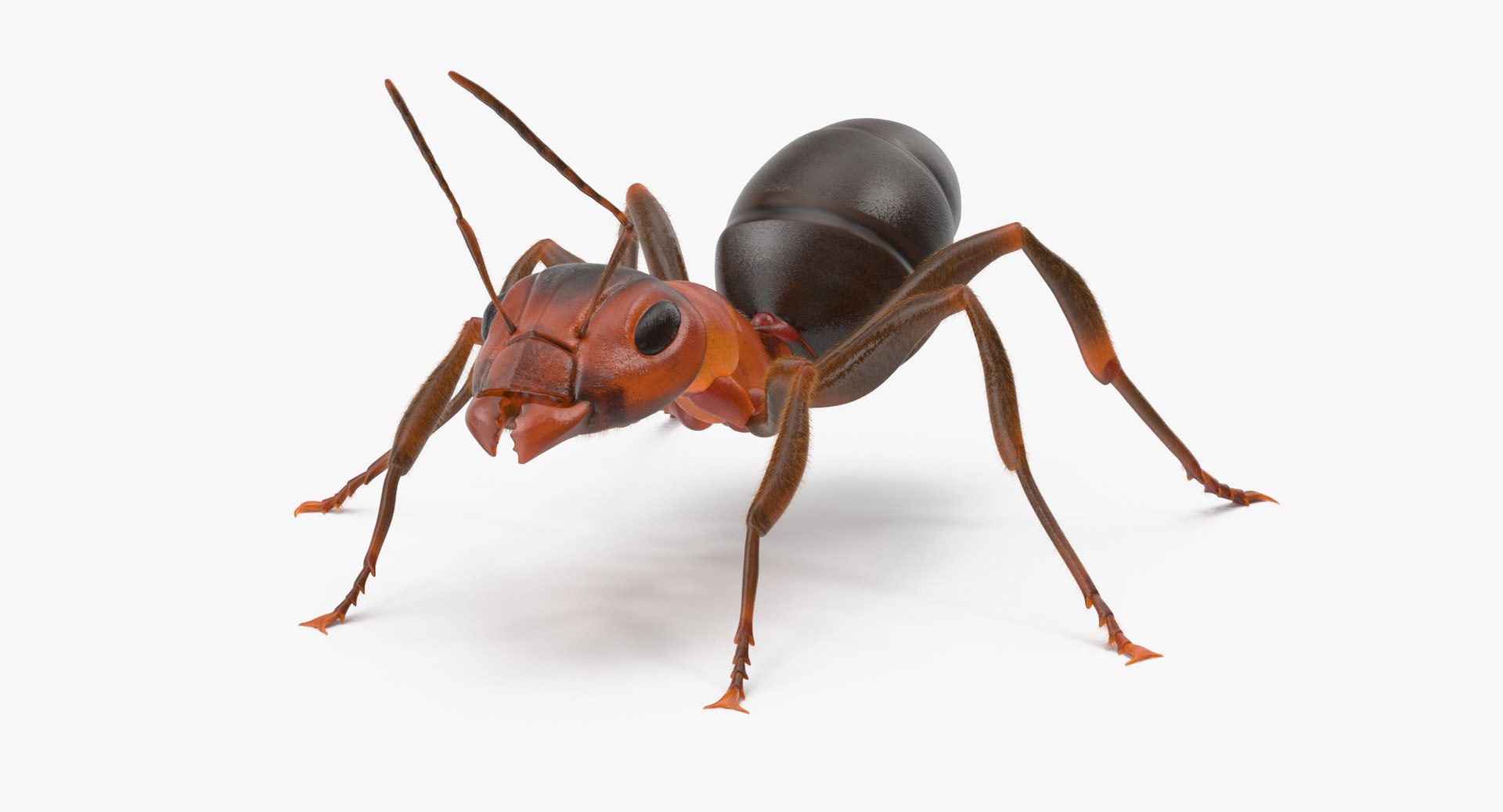 3d rigged ant - model