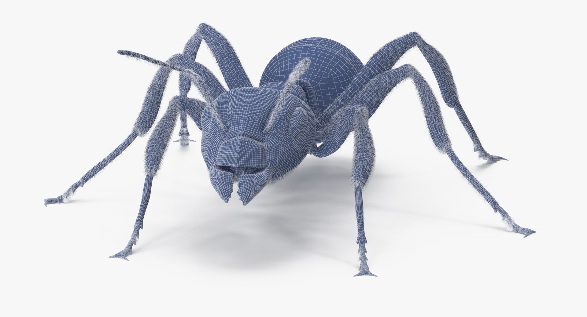 3d rigged ant - model