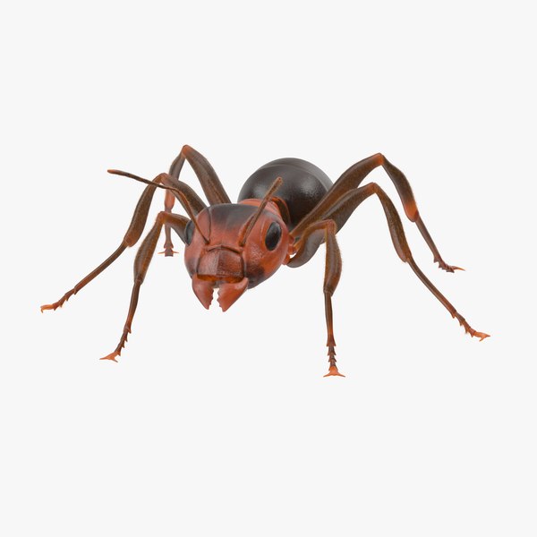 Free 3D Ant Models | TurboSquid