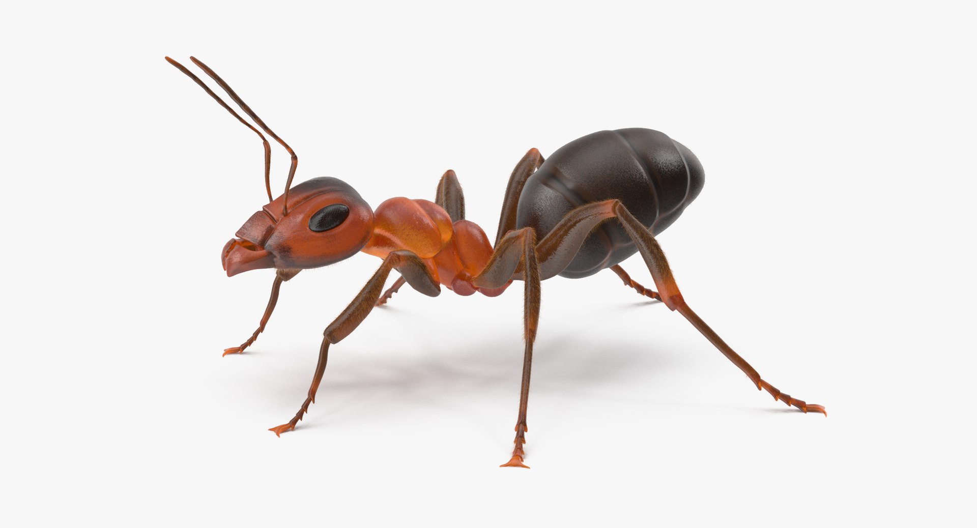 3d rigged ant - model