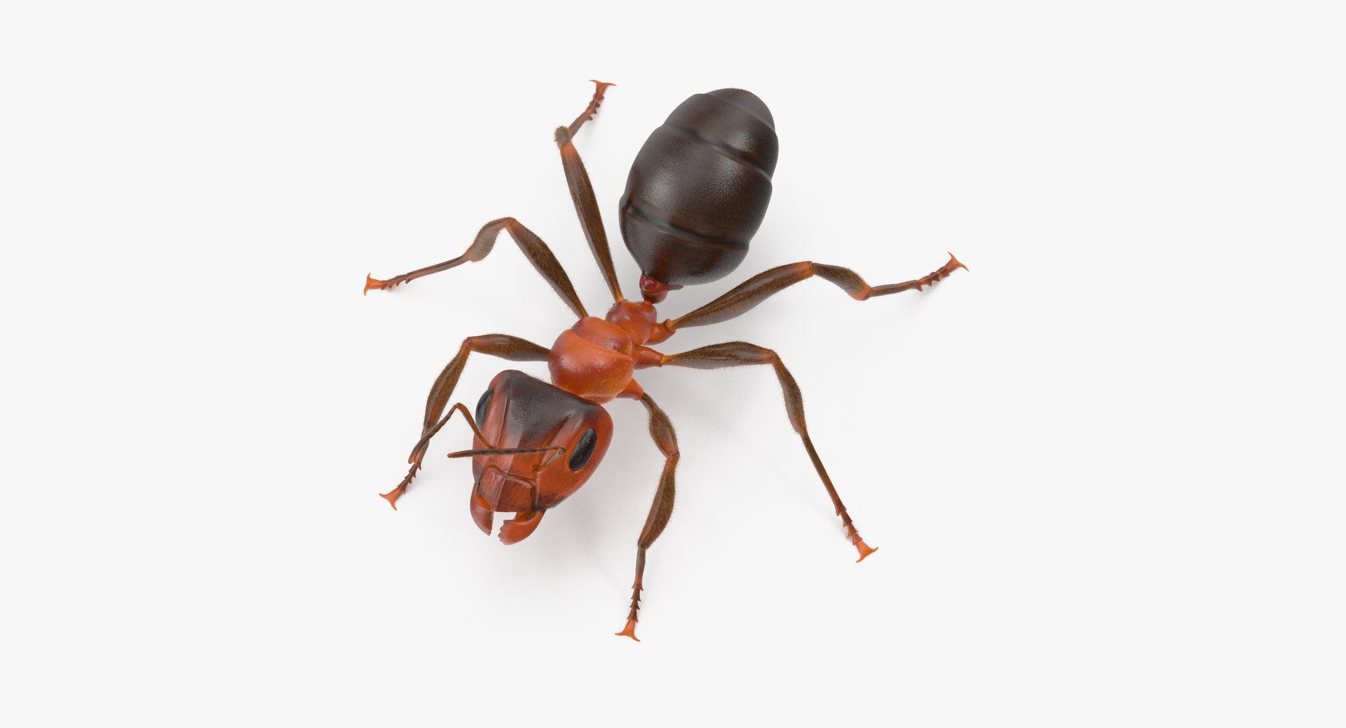 3d rigged ant - model