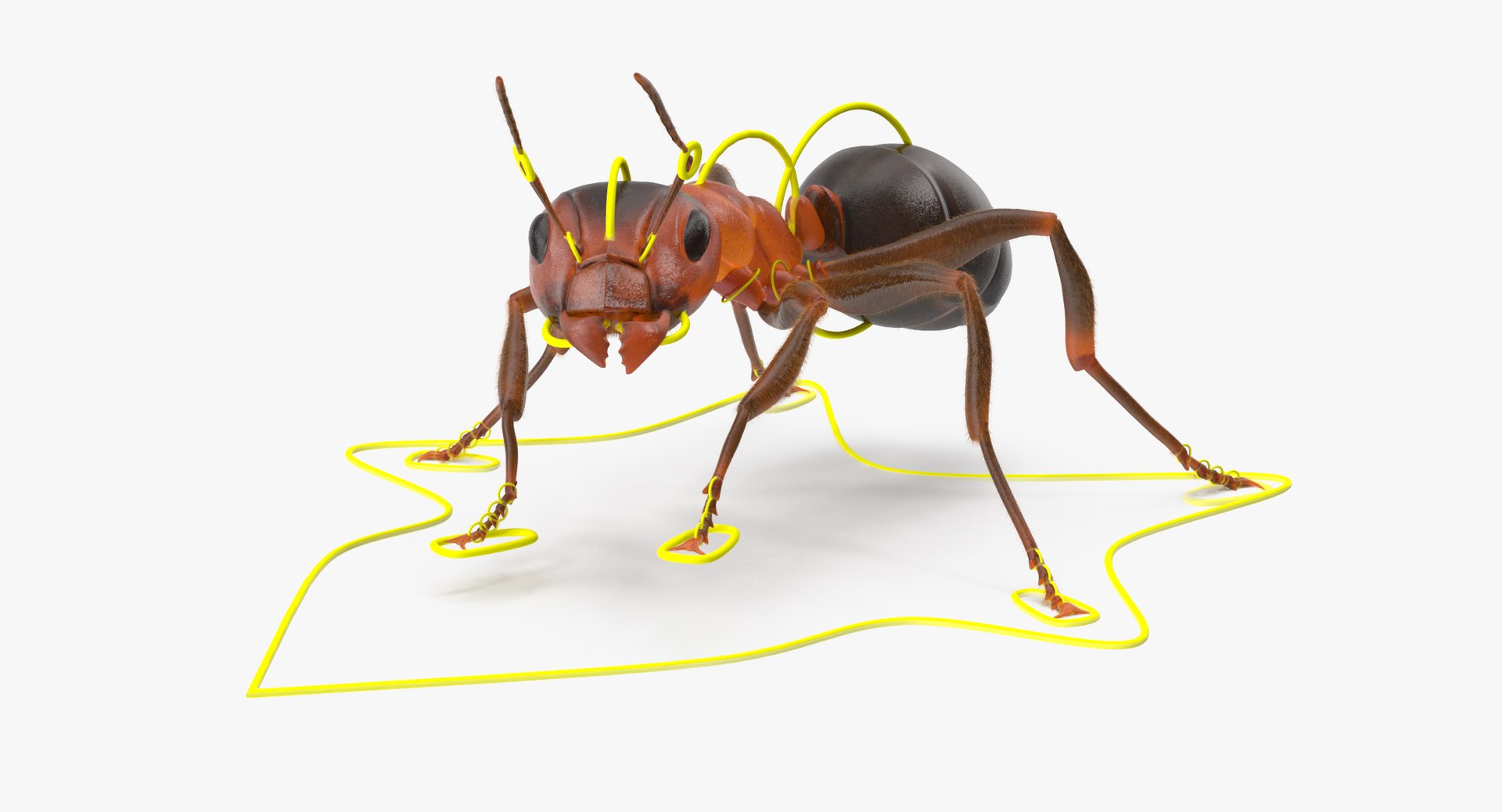 3d rigged ant - model