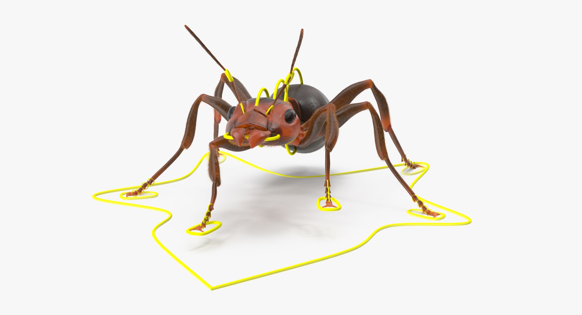 3d rigged ant - model