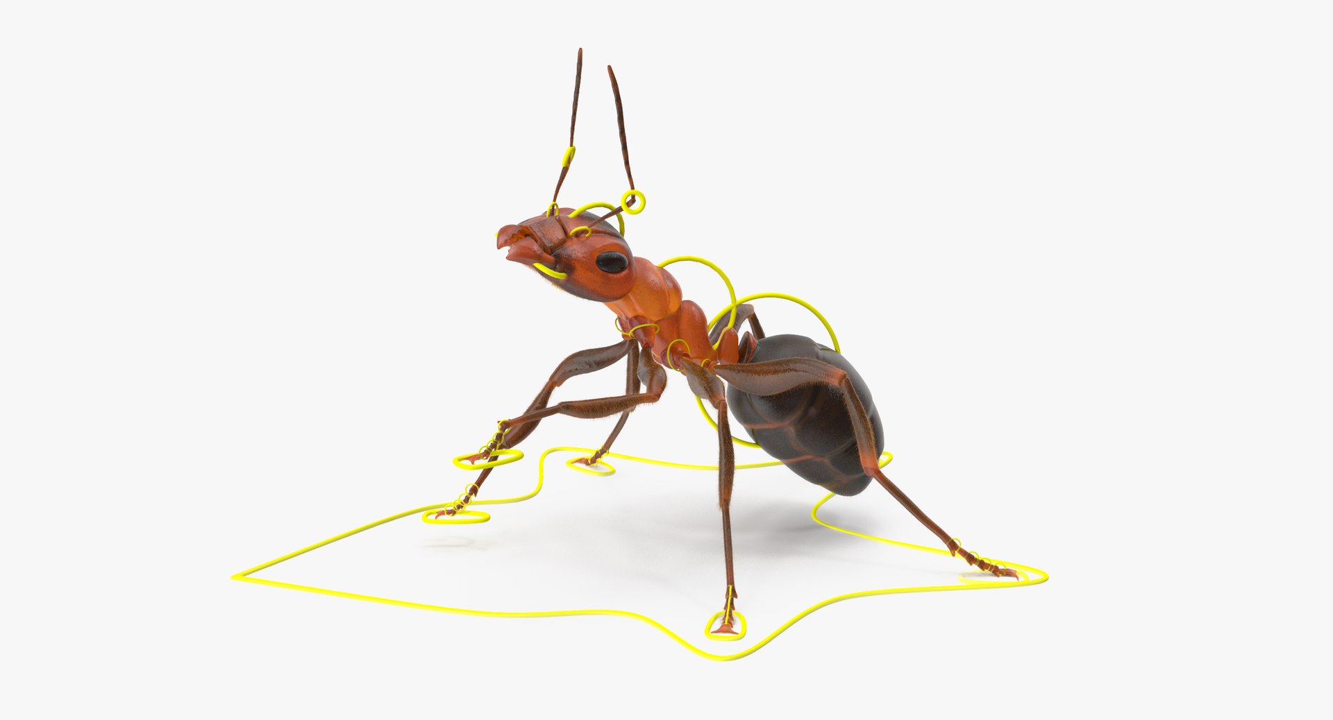 3d rigged ant - model