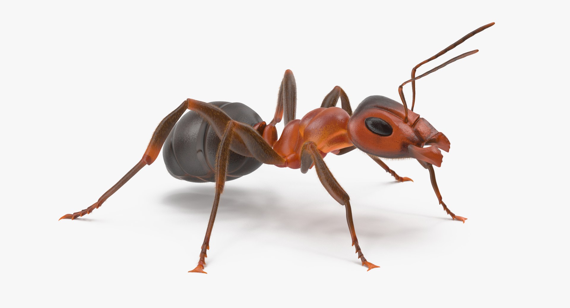 3d Rigged Ant - Model