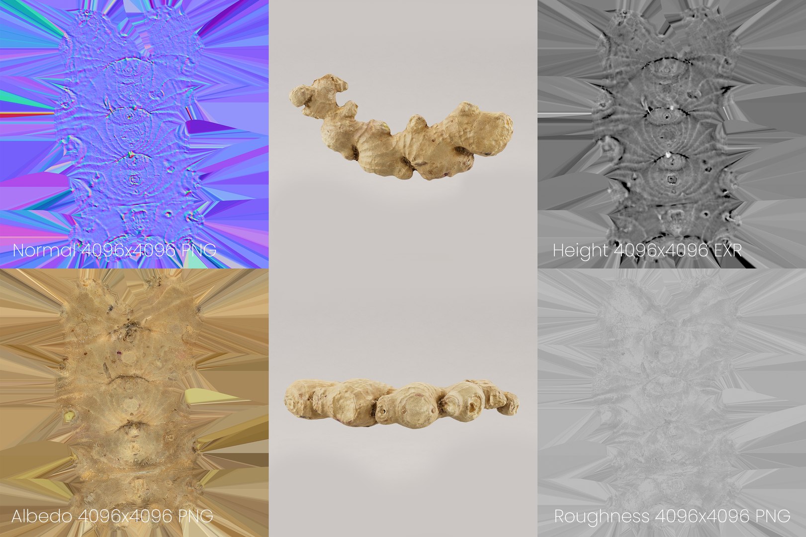 Ginger 3d Model 3D Model - TurboSquid 2170471