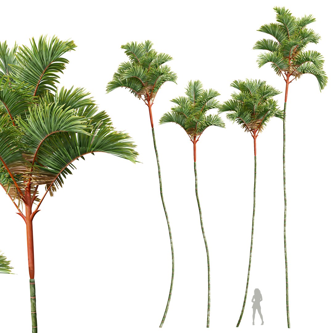 New Plant High Detail Cyrtostachys Renda Tall 3D Model - TurboSquid 2185704