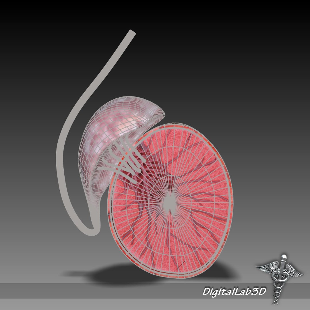 3d Model Human Male Testis