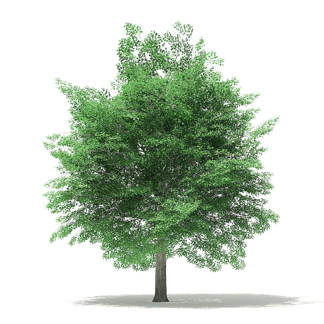Tulip Tree 3D Model - TurboSquid 1349896