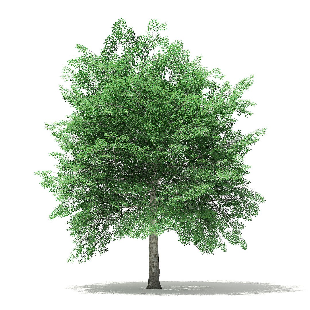 Tulip Tree 3D Model - TurboSquid 1349896