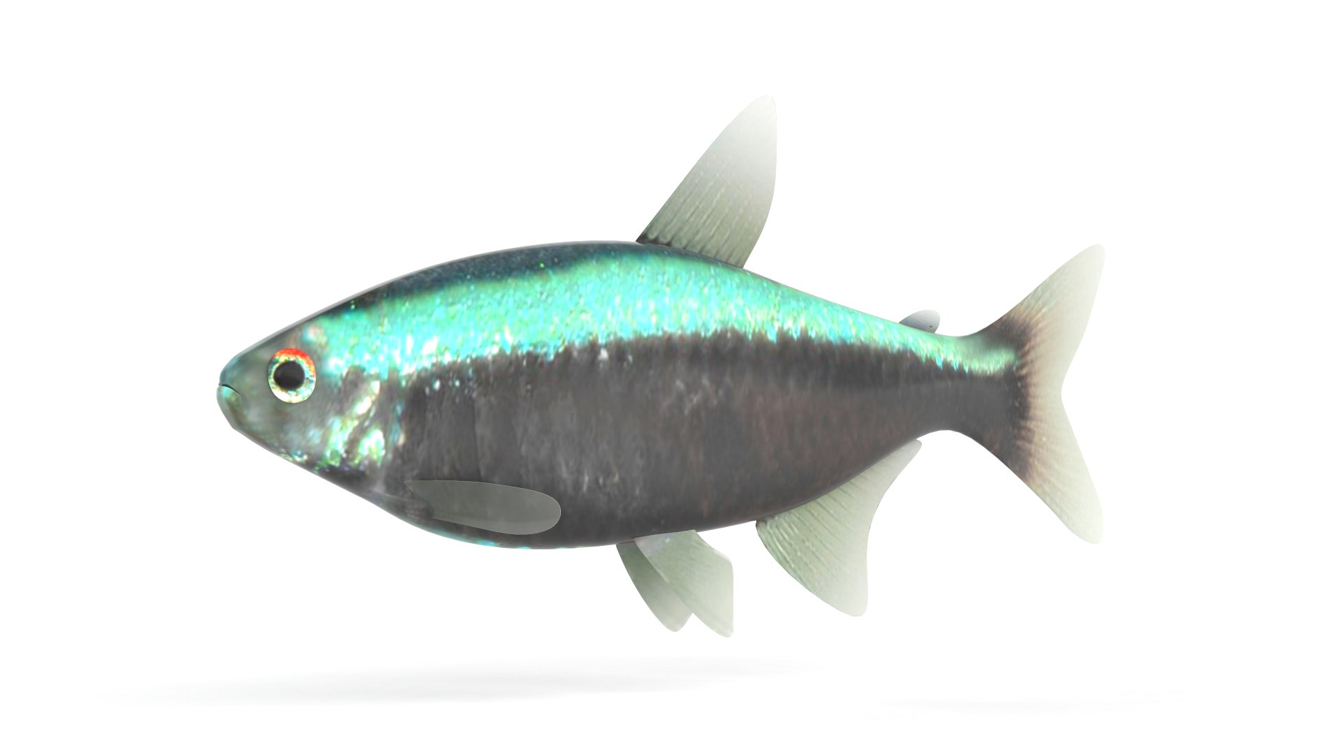 3D Neon Tetra Fish - TurboSquid 2195002