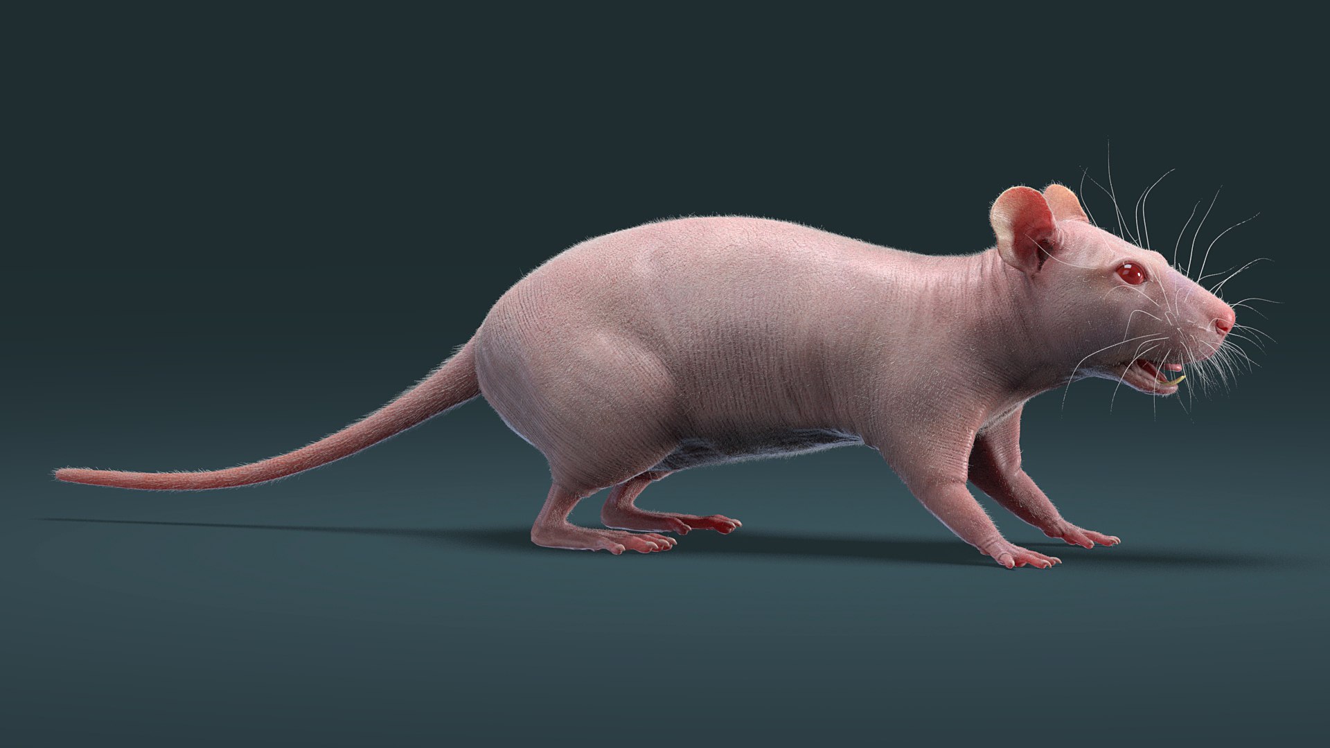 Rat Rigged Animations Hair Model - TurboSquid 1601422