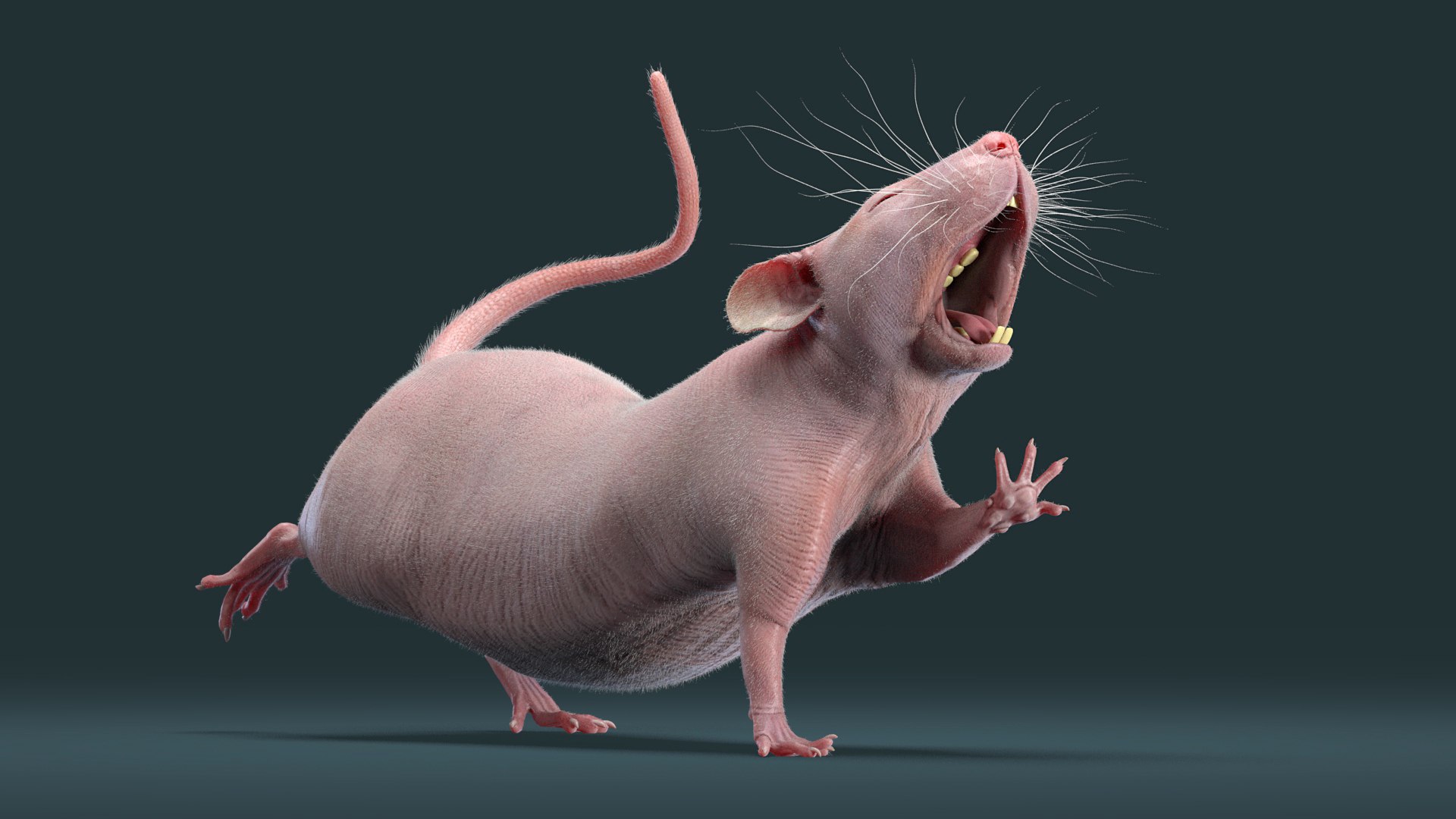 Rat Rigged Animations Hair Model - TurboSquid 1601422