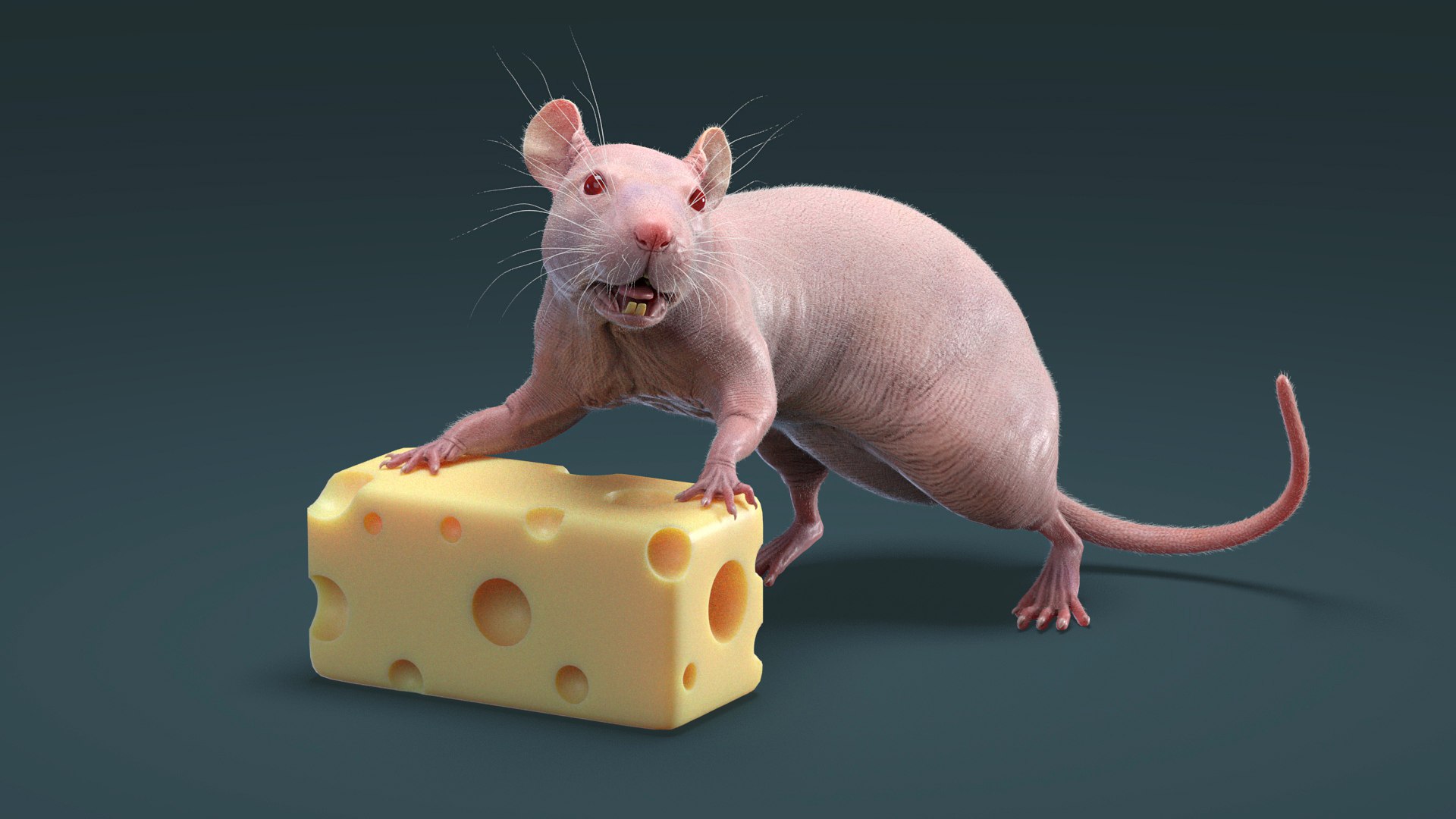 Rat Rigged Animations Hair Model - TurboSquid 1601422
