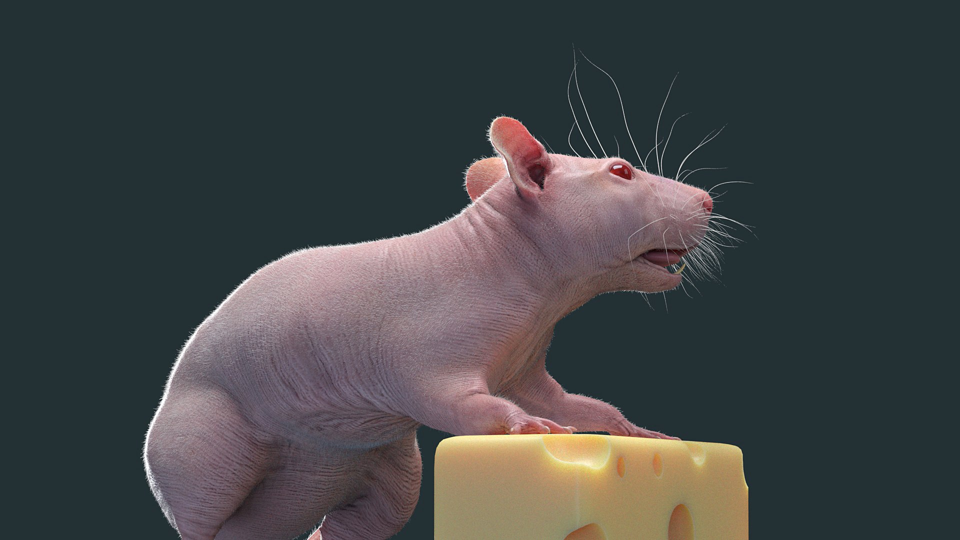 Rat Rigged Animations Hair Model - TurboSquid 1601422