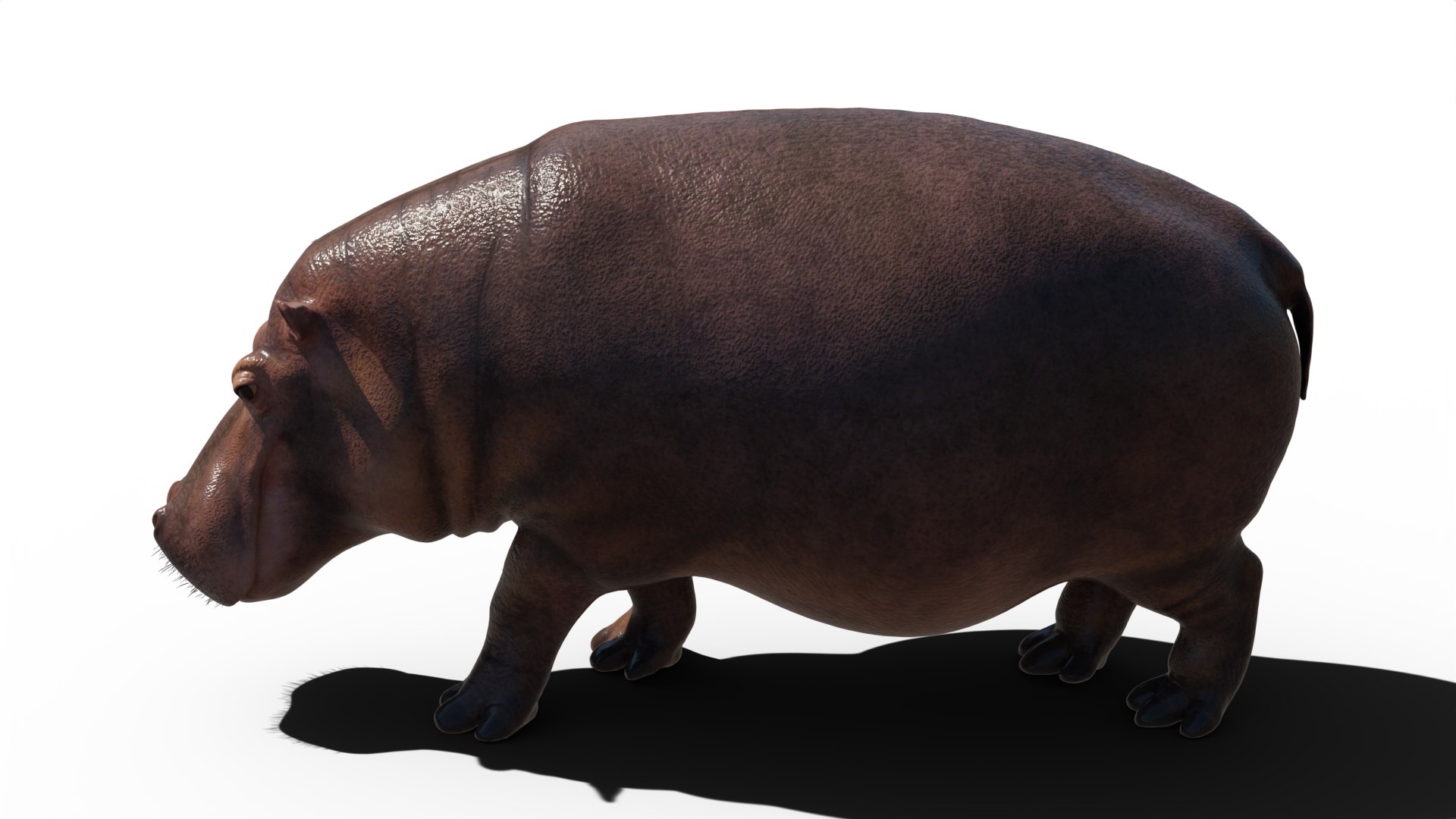 Hippo 3D - TurboSquid 2142139