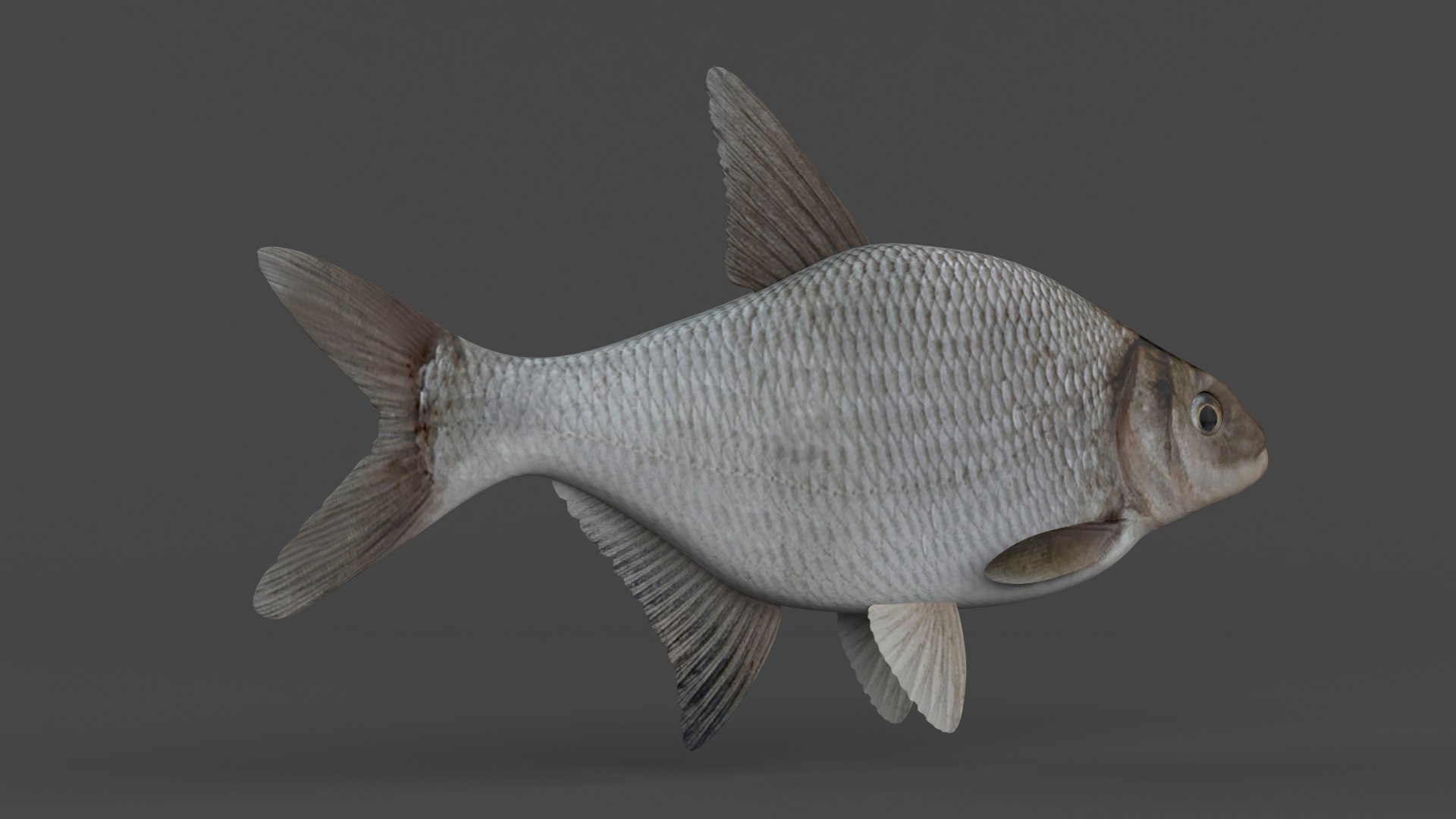 3D Bream Fish Model - TurboSquid 2140287