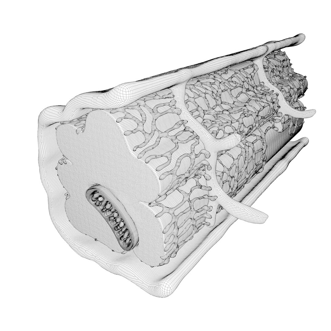 3d Model Of Human Cardiac Muscle