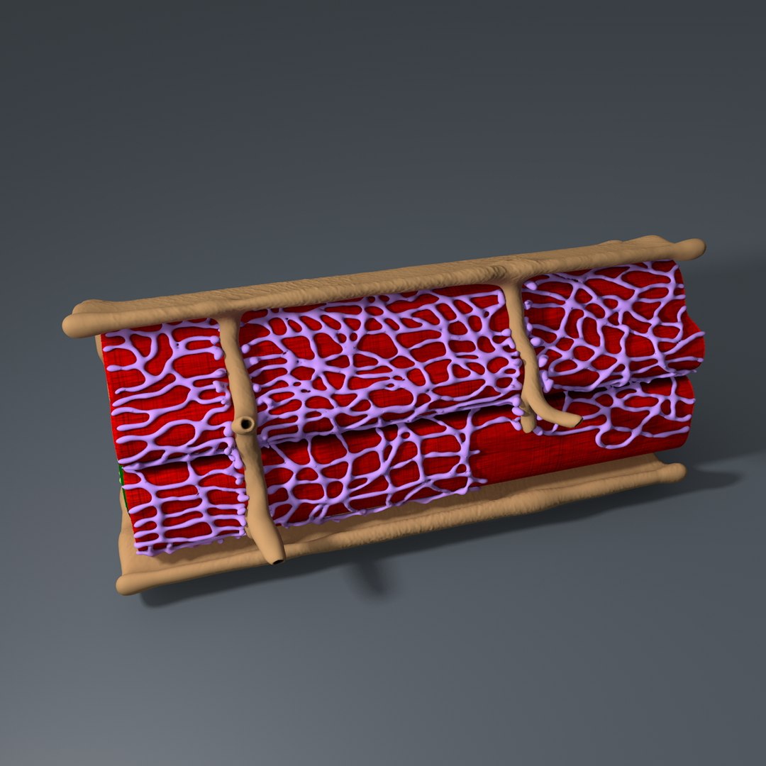 3d Model Of Human Cardiac Muscle