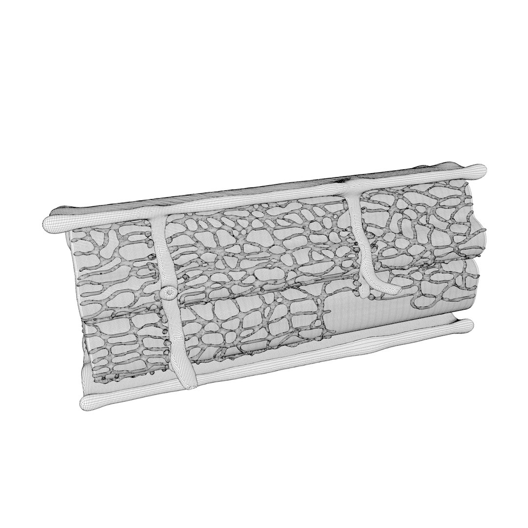 3d Model Of Human Cardiac Muscle