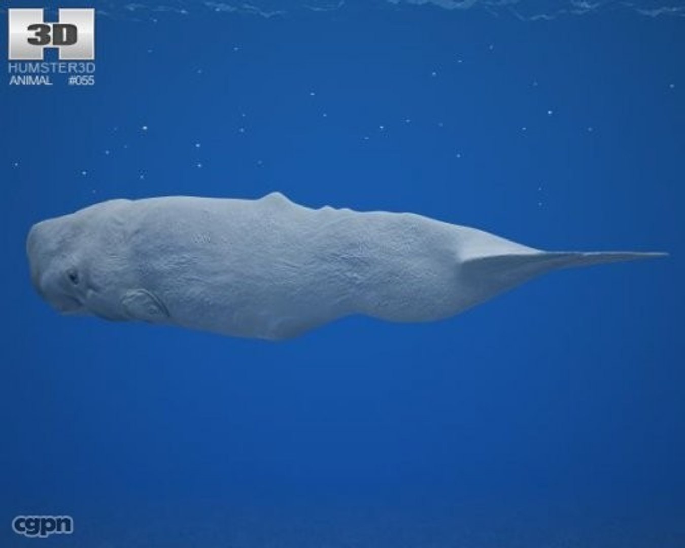 3d Sperm Whale Model