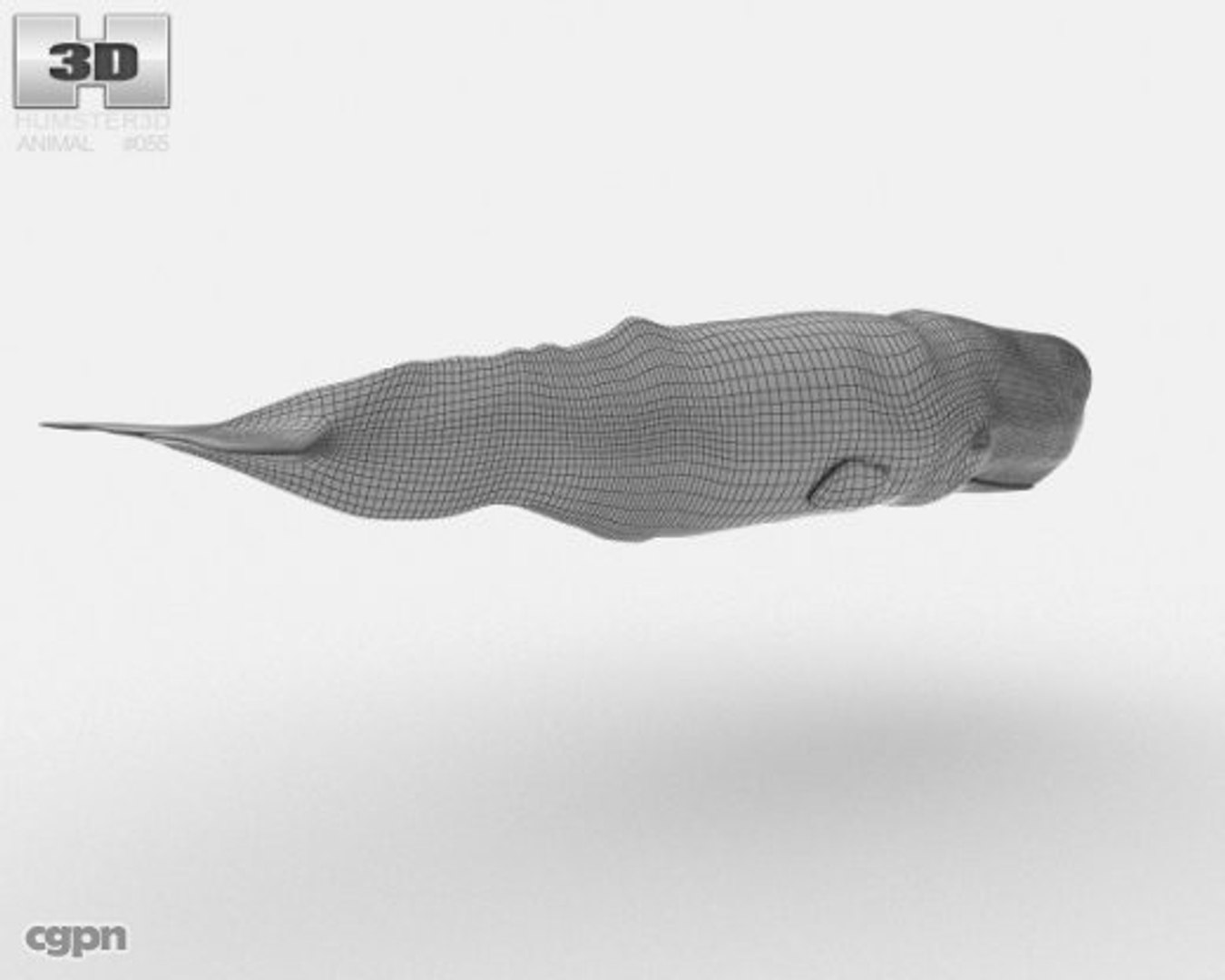3d Sperm Whale Model
