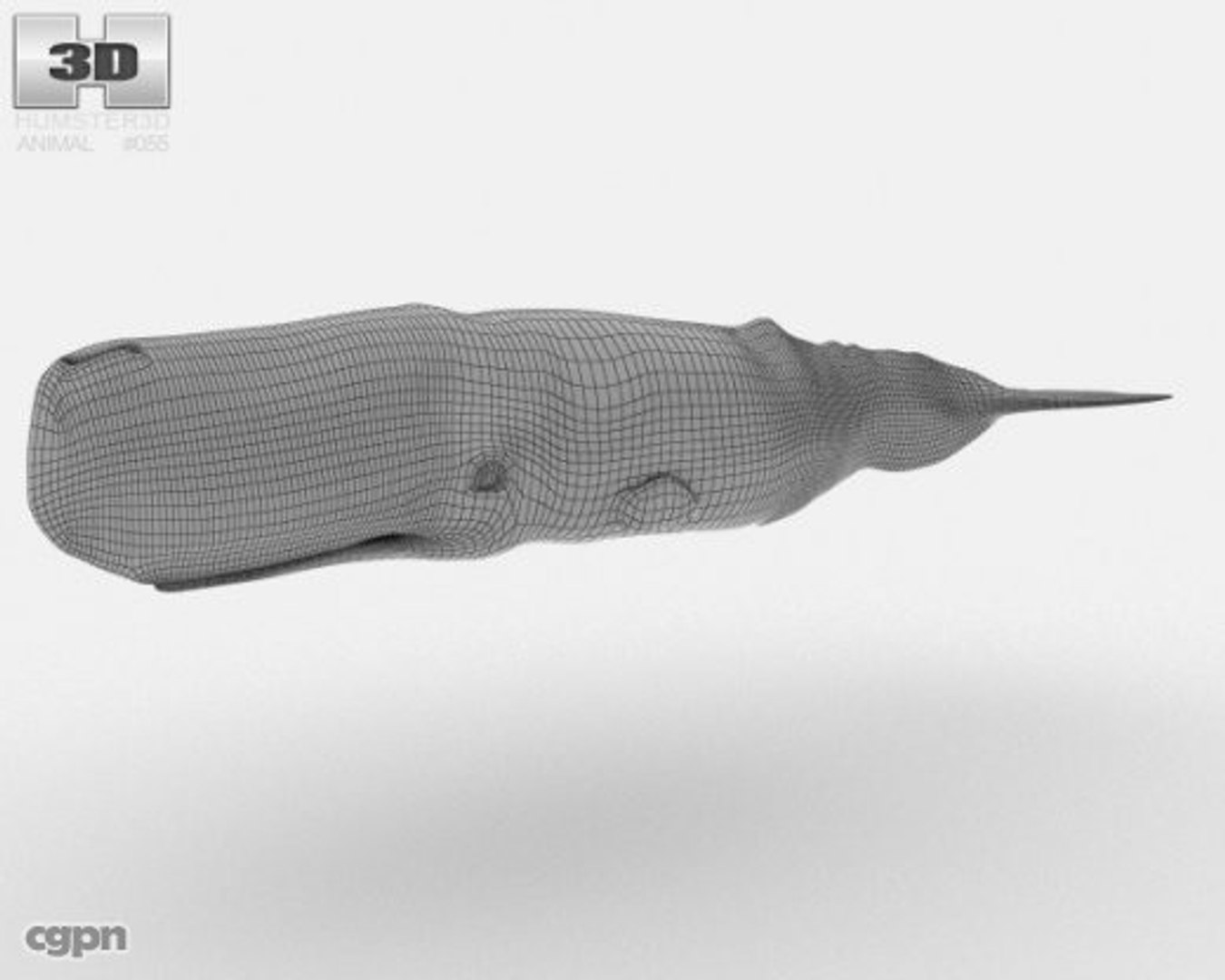 3d Sperm Whale Model