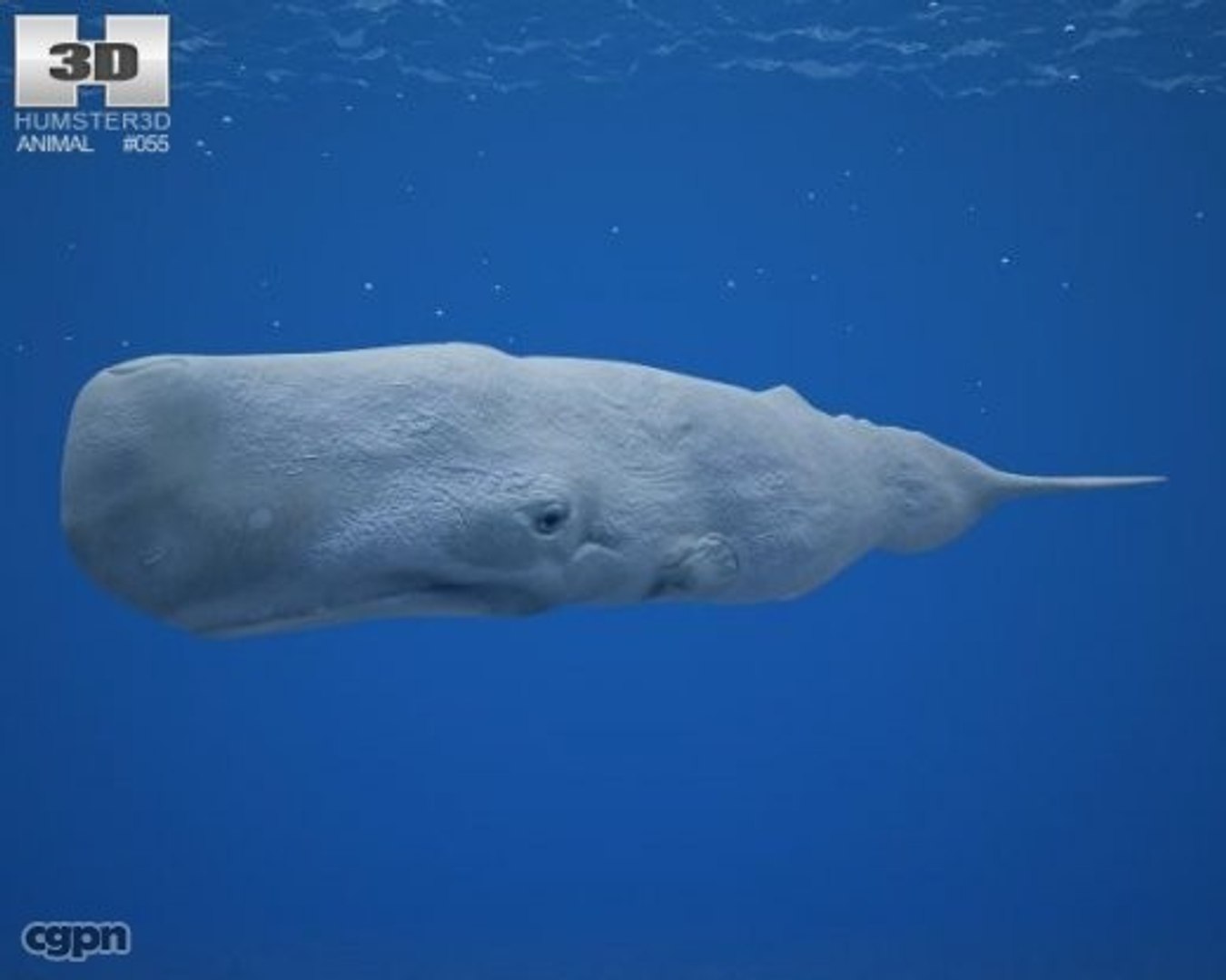 3d Sperm Whale Model
