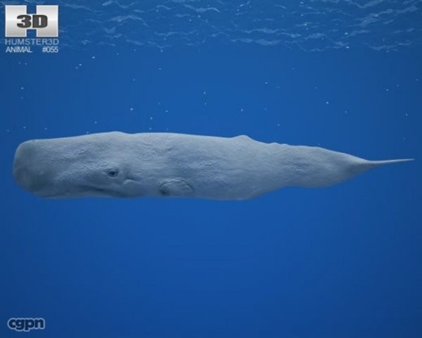 3d Sperm Whale Model