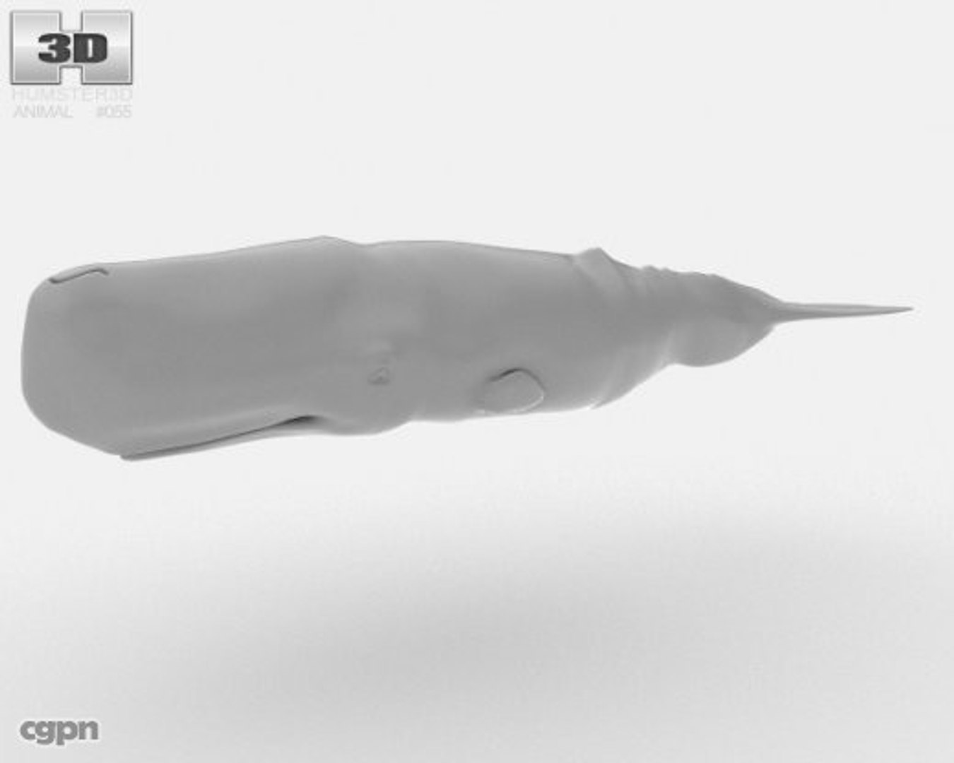 3d Sperm Whale Model