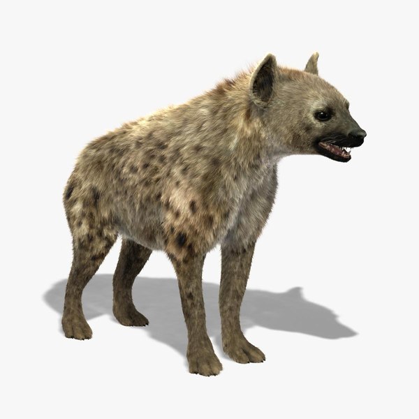 Hyena 3D Models for Download | TurboSquid
