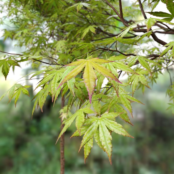 modelo 3d Acer palmatum - TurboSquid 1941398