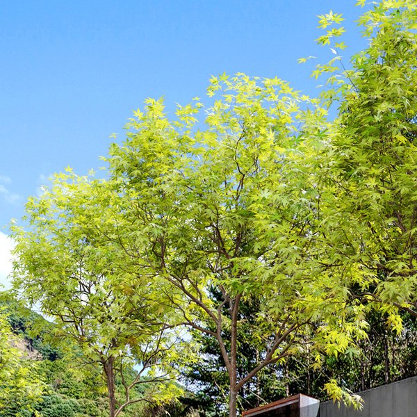 modelo 3d Acer palmatum - TurboSquid 1941398