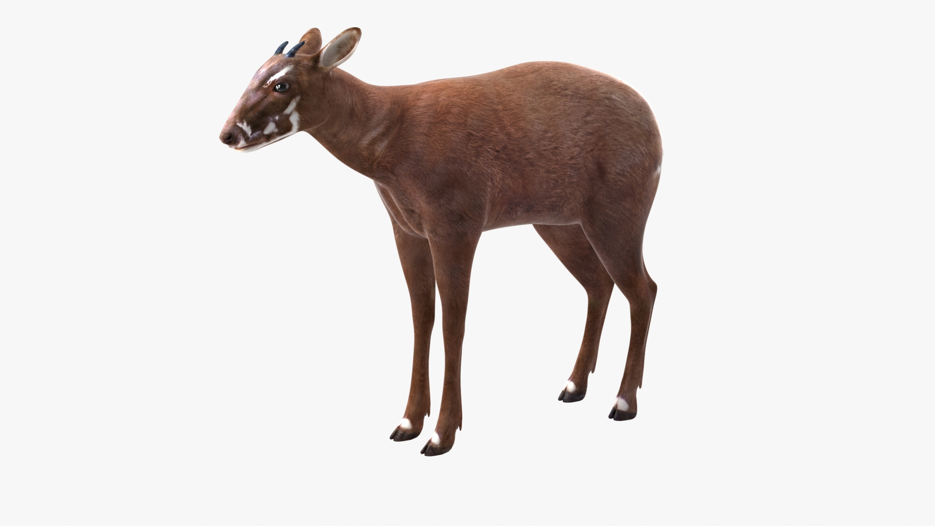 Saola Standart Pose 3D Model - TurboSquid 2202809