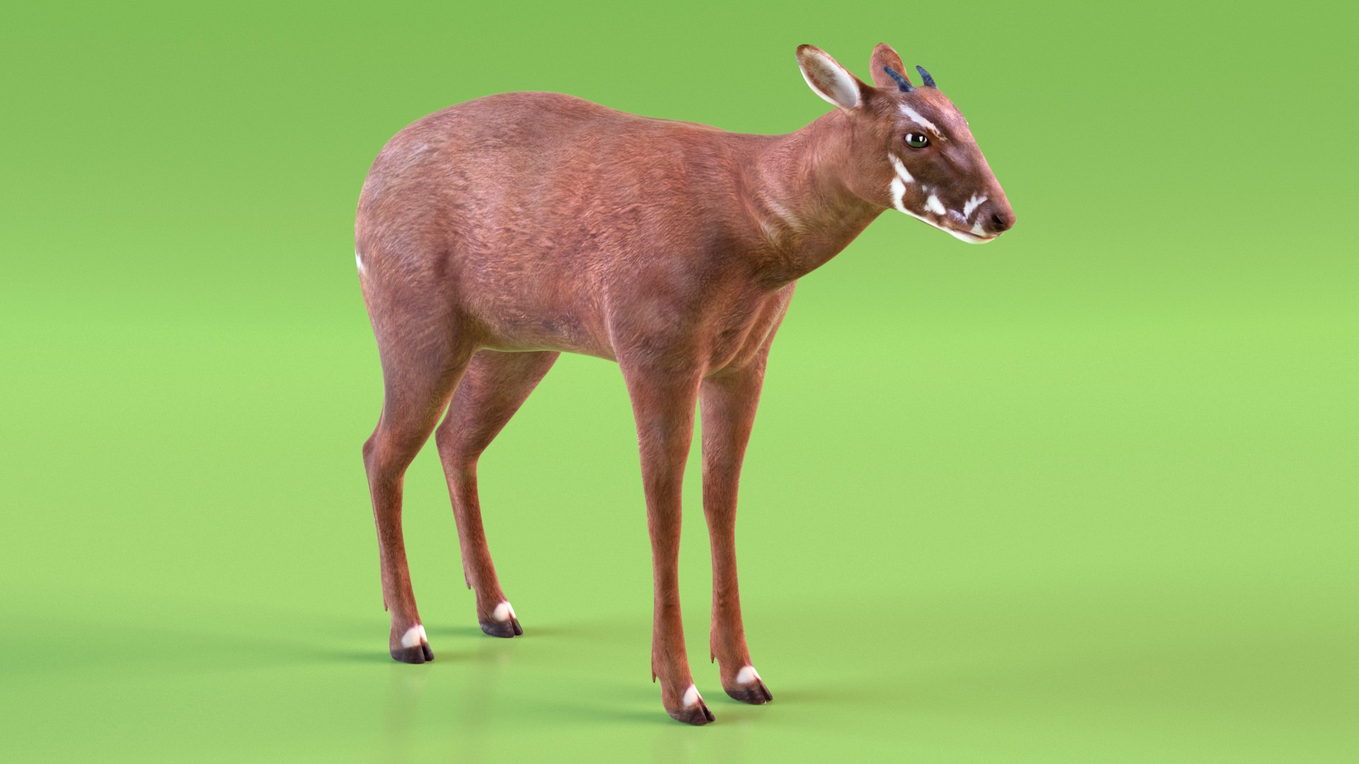 Saola Standart Pose 3D Model - TurboSquid 2202809