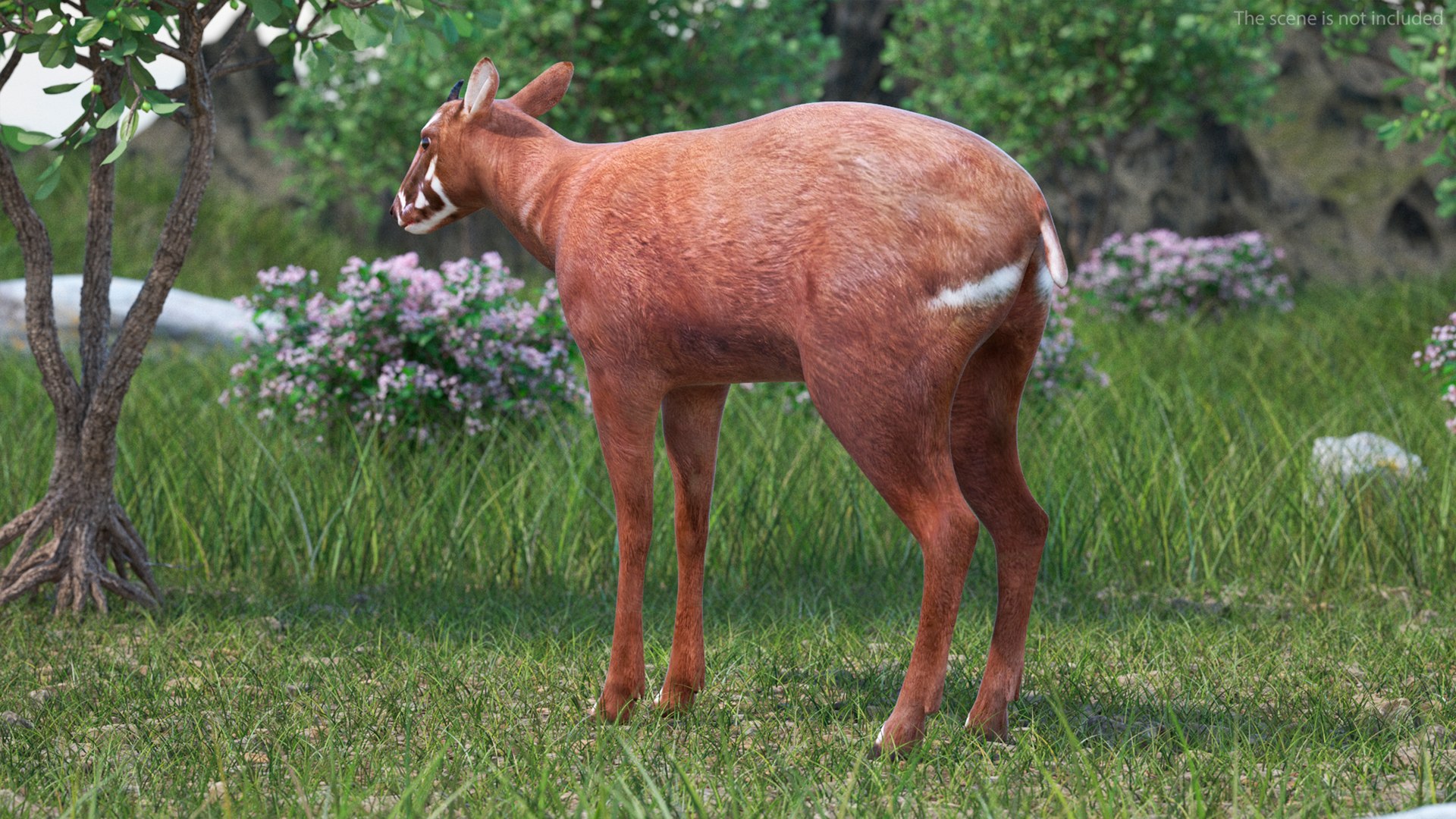 Saola Standart Pose 3D Model - TurboSquid 2202809