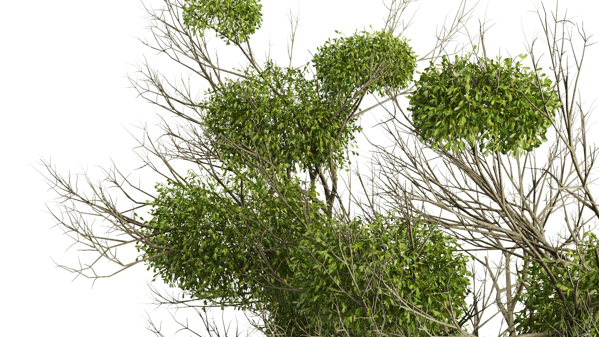 3D Tree With Mistletoe Model - TurboSquid 1724160
