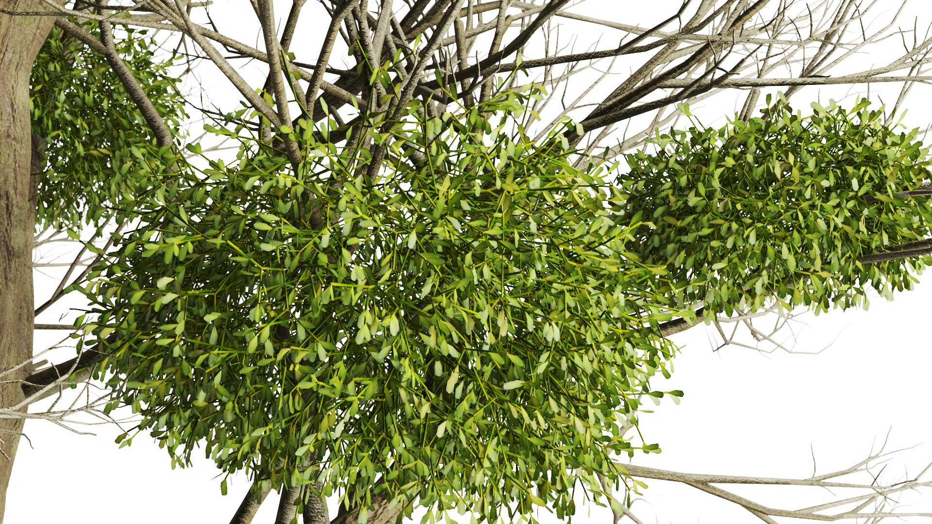 3D Tree With Mistletoe Model - TurboSquid 1724160