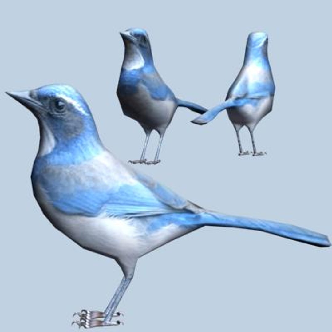 western scrub jay 3d max