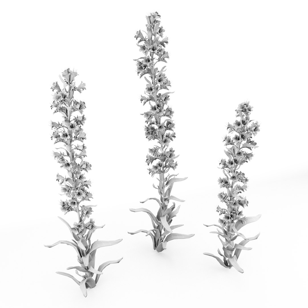 Echium Vulgare 3D Model - TurboSquid 1658631