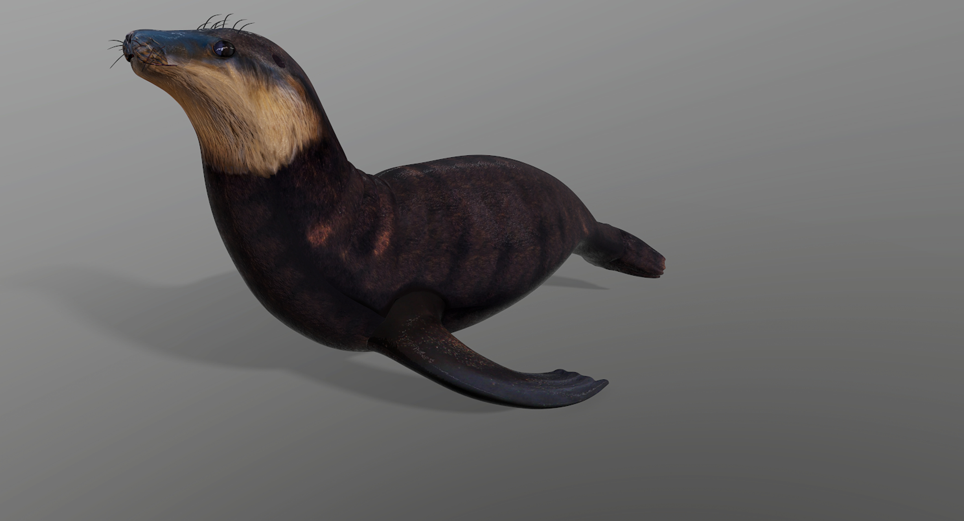 3D Realistic Sea Lion Model - TurboSquid 1304425