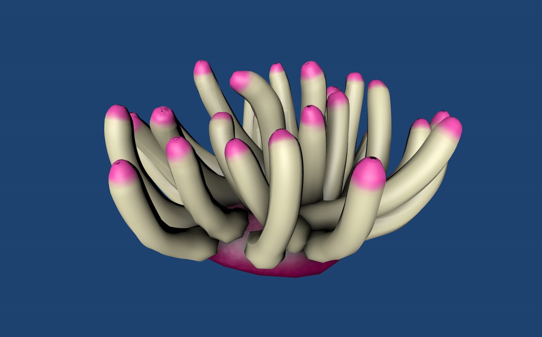 3d ocean coral anemone model