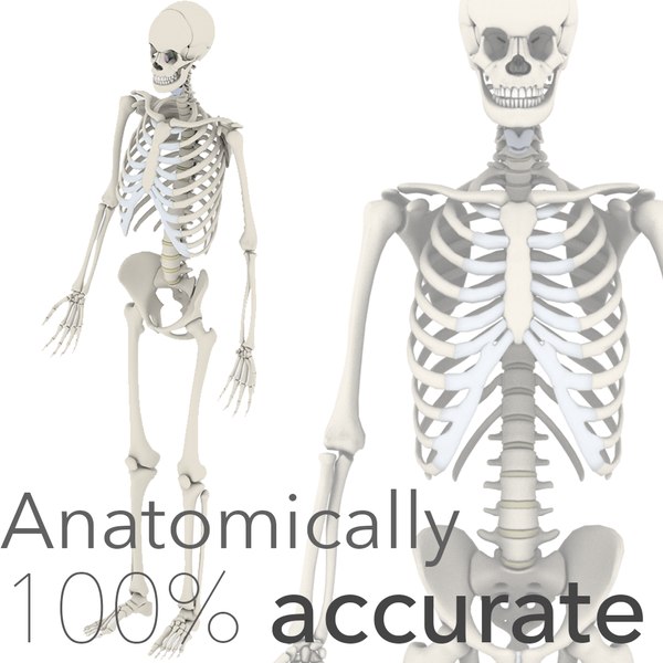 3D anatomically accurate skeleton model - TurboSquid 1301244