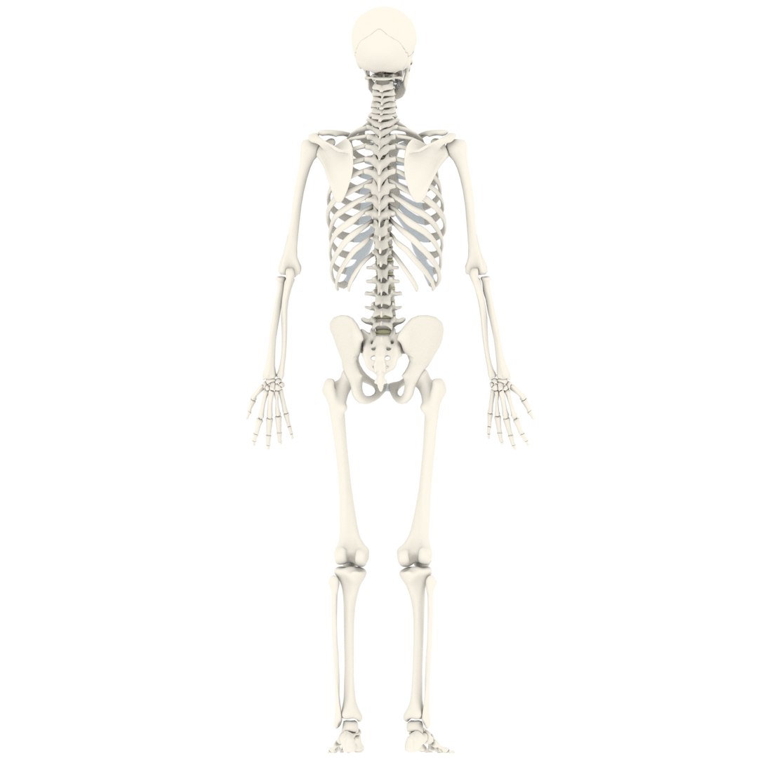 3D Anatomically Accurate Skeleton Model - TurboSquid 1301244