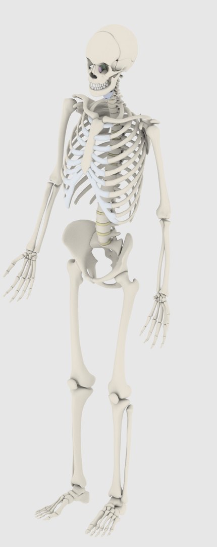 3D Anatomically Accurate Skeleton Model - TurboSquid 1301244