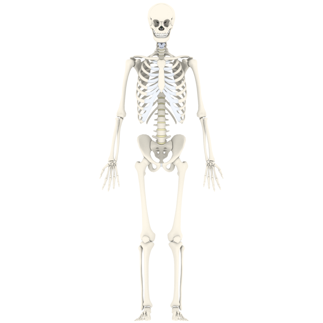 3D Anatomically Accurate Skeleton Model - TurboSquid 1301244